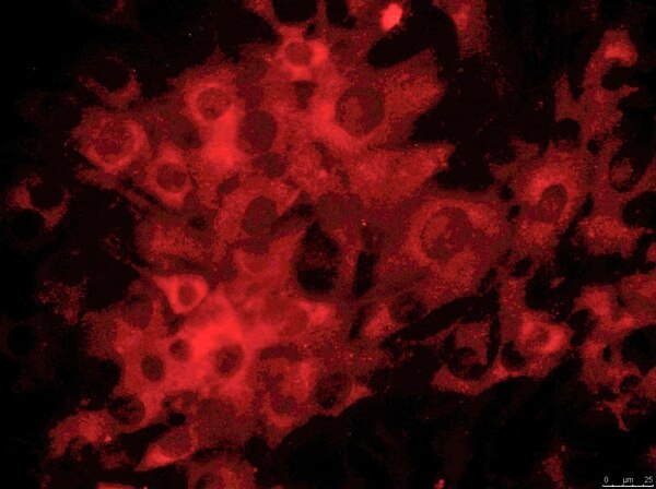 Mouse OP9-DL4 Delta-like 4 Notch Ligand Cell Line | SCC494